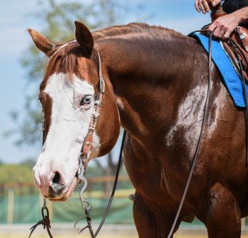 MASKED GUNMAN - QUARTER HORSE DECKHENGST BY GUNNER & GRAYS STARLIGHT ...